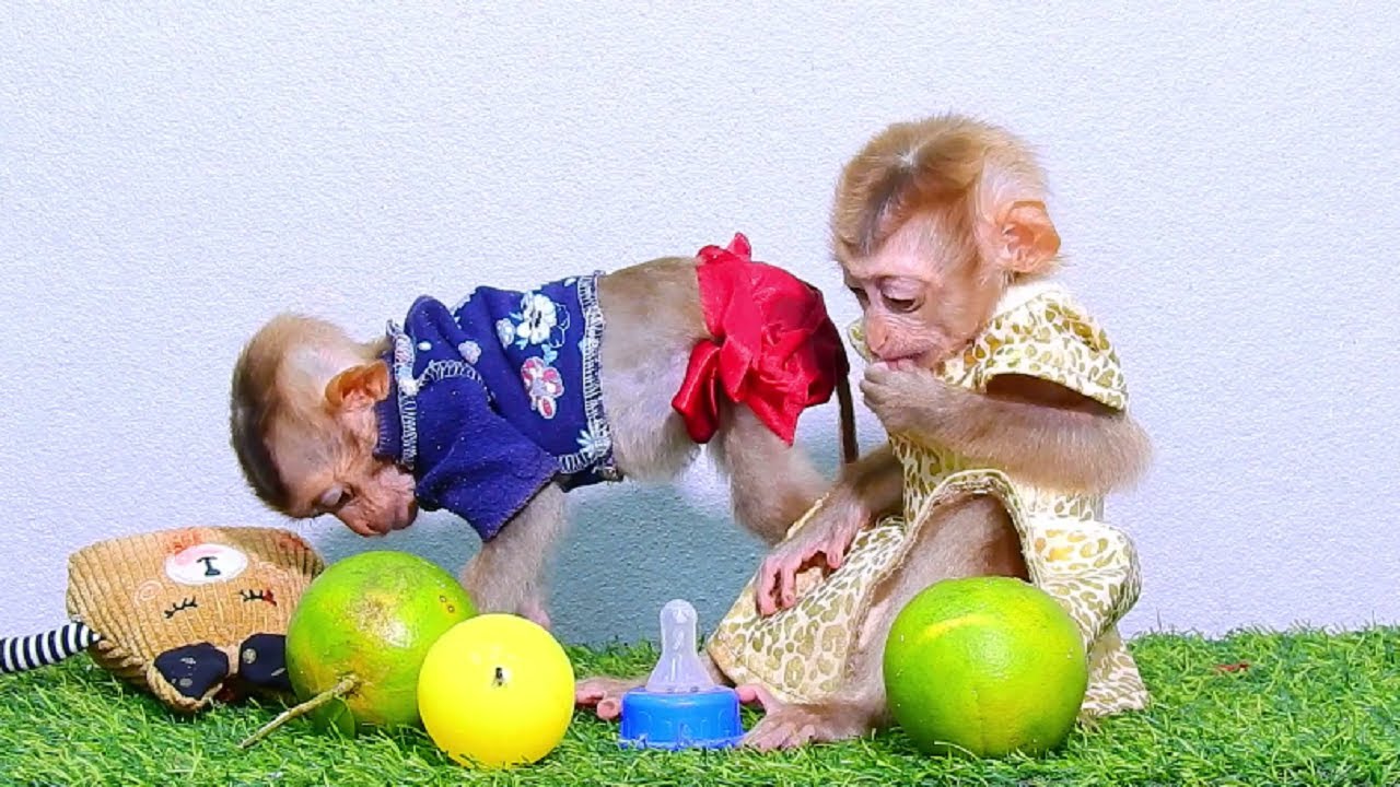 There are lemons for both monkeys to play happily - YouTube