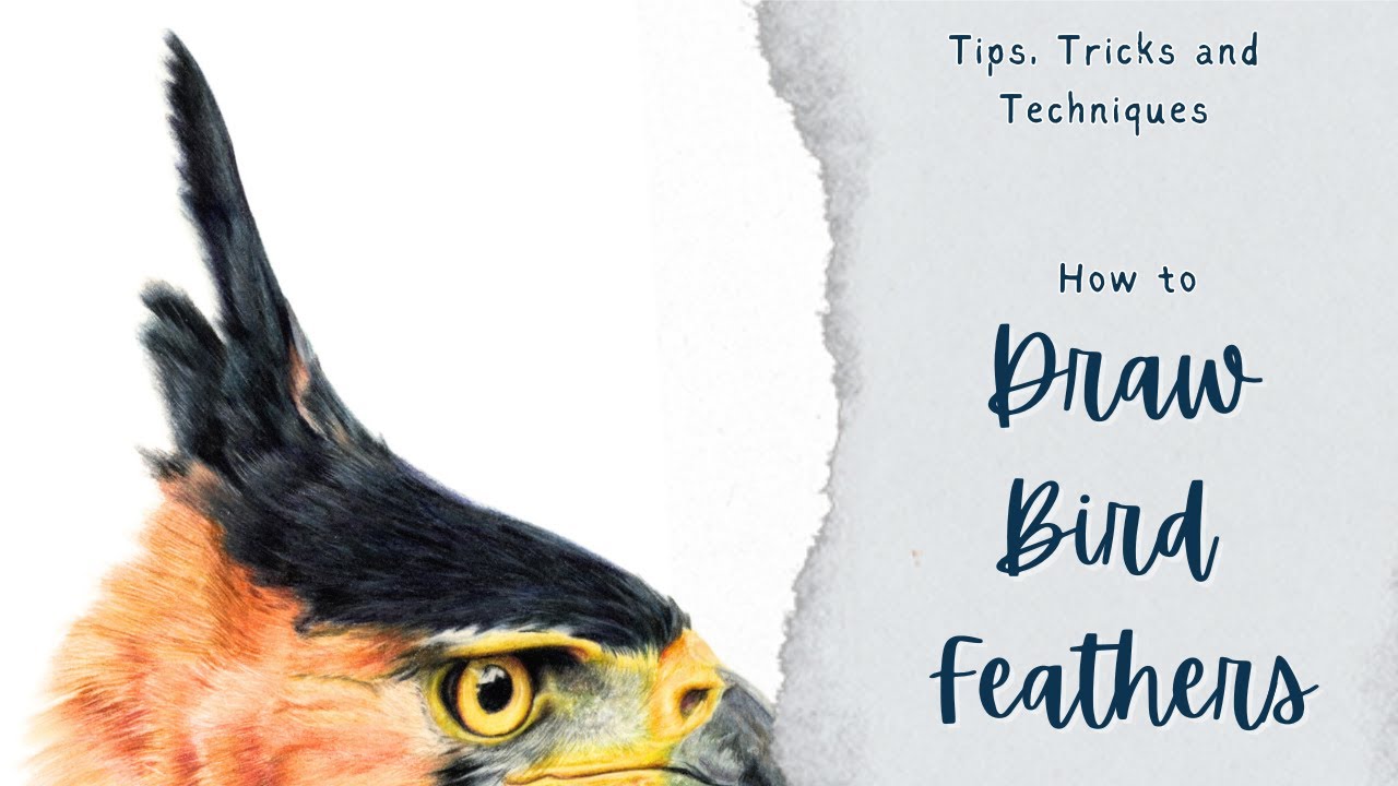 How to draw Bird Feathers | Tips and Colour Pencil Techniques | Real ...