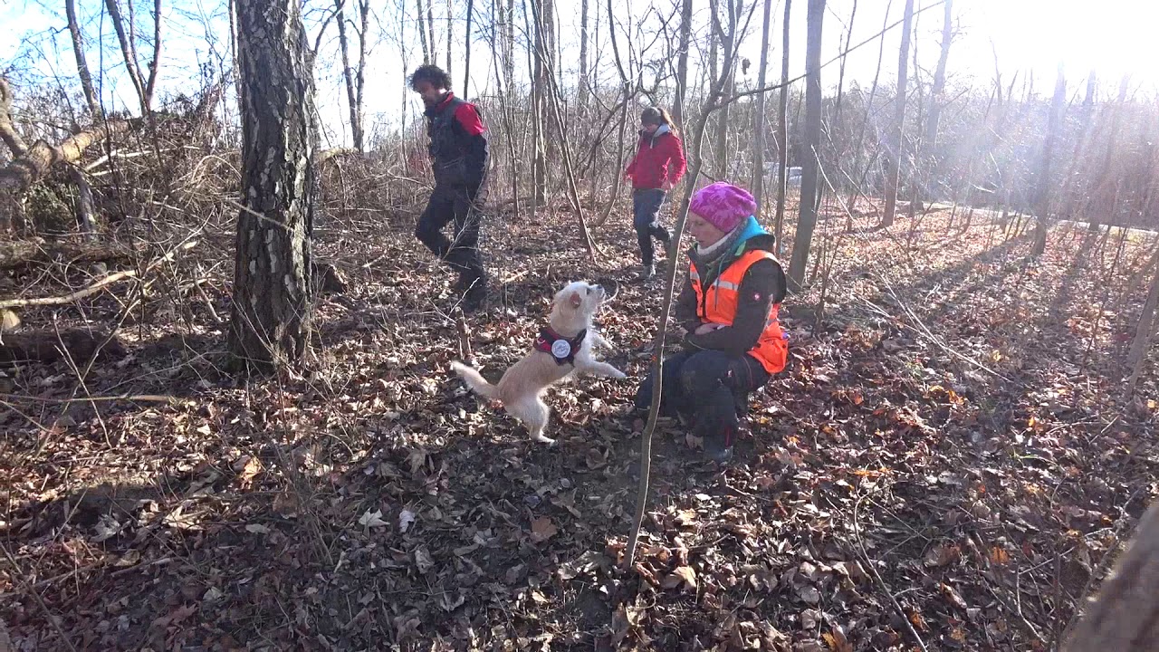 Barking and searching exercise in the woods - YouTube