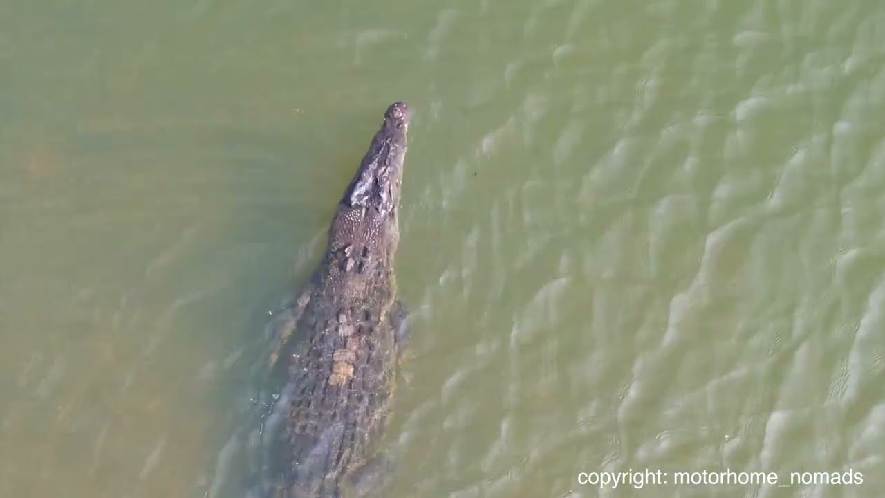 Croc Alert!!! Mowbray Bridge Port Douglas #mowbrayrivercroc - YouTube