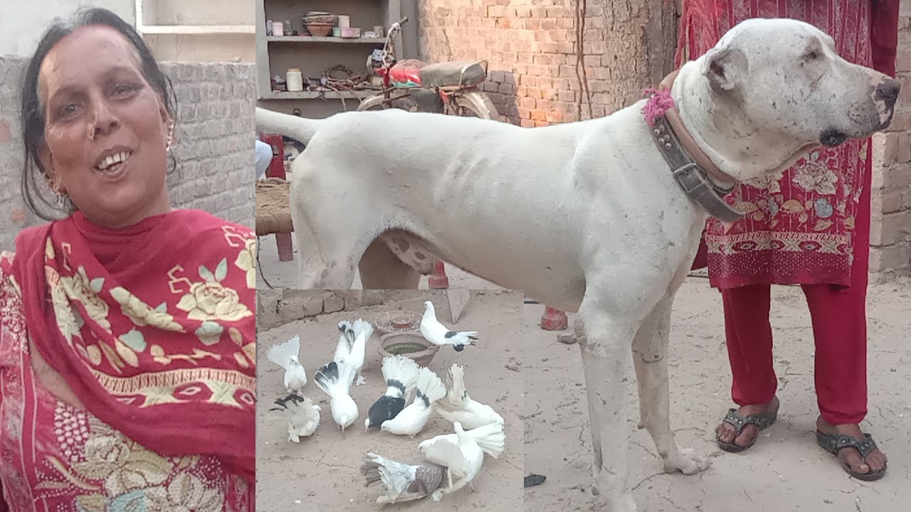 Madam Shazia Latest Interview | Bully Kutta Thuko ka Bacha or Beautiful ...