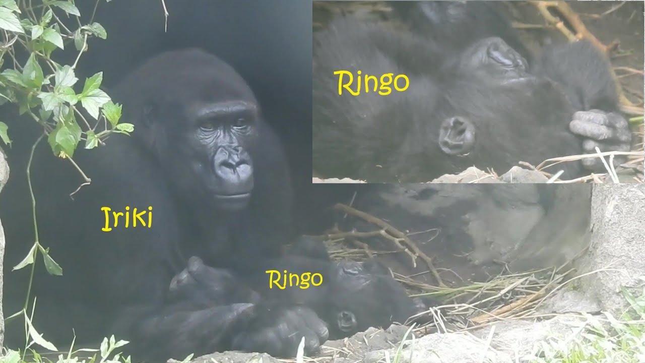金剛猩猩 Iriki mom & little gorilla Ringo sleep 睡覺 2022-6-17 1347 - YouTube