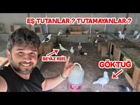 Eşleşen Güvercinleri Toplu  Güvercin Kümesine Taşıdım 