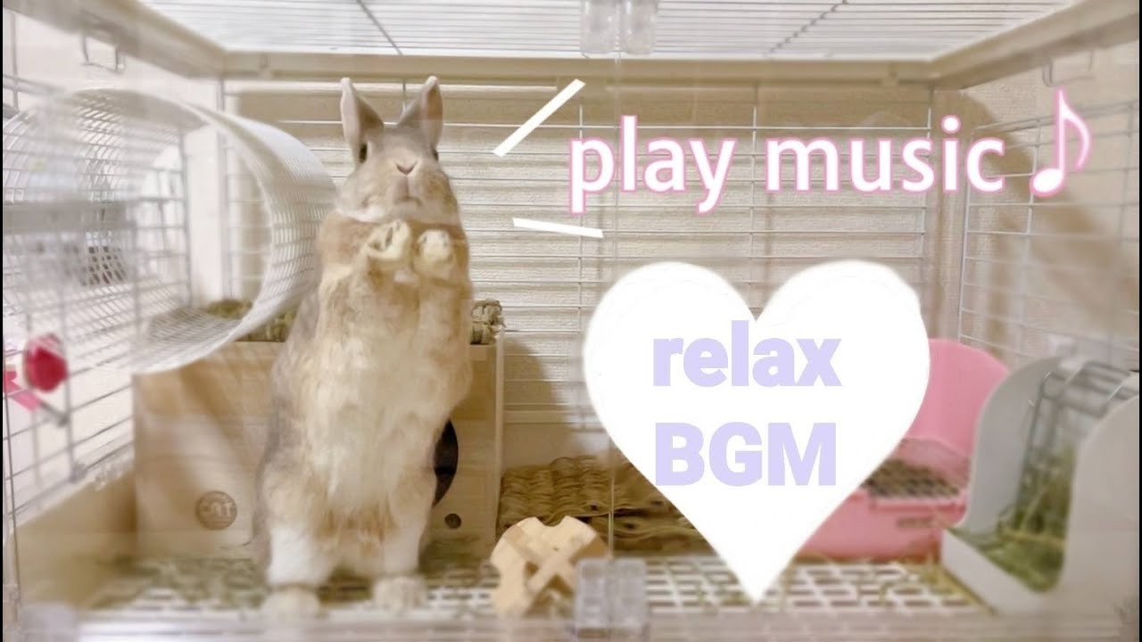 【Relax BGM/playlist with rabbit】うさぎの日常をみながらのBGMです。癒し動画 - YouTube
