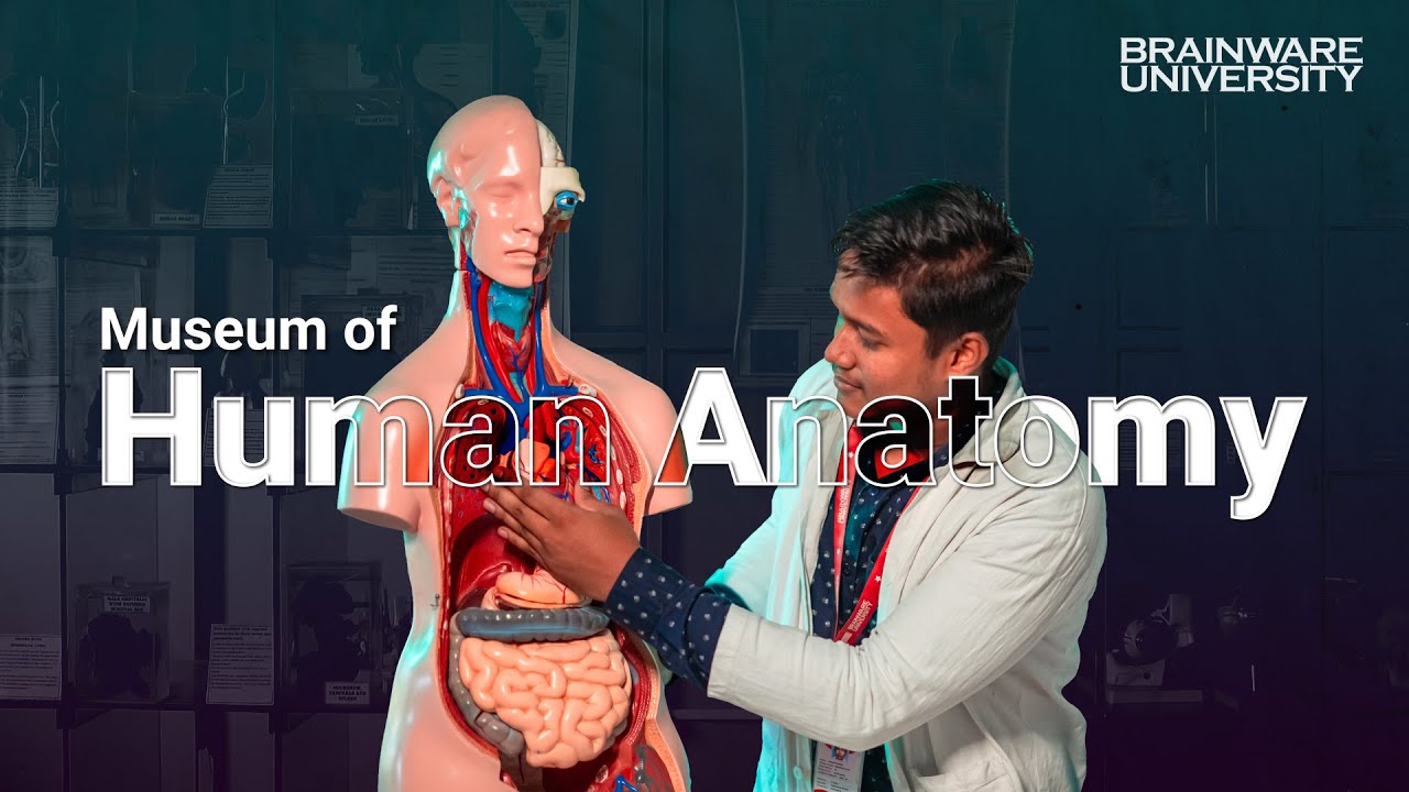 Best Paramedial College in West Bengal | Inside the Museum of Human Anatomy | Brainware ...