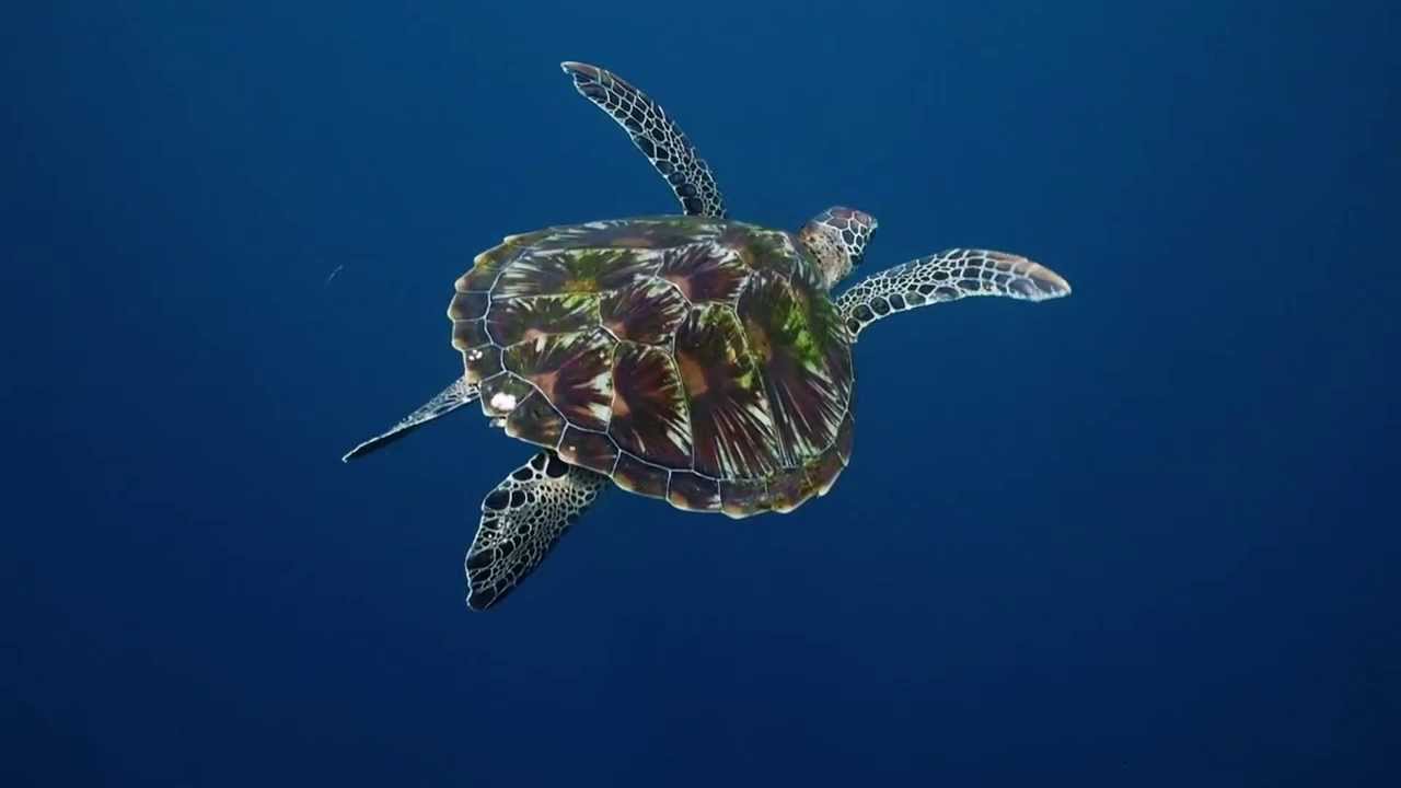 Freediving with turtles in Moalboal, Cebu, Philippines - YouTube