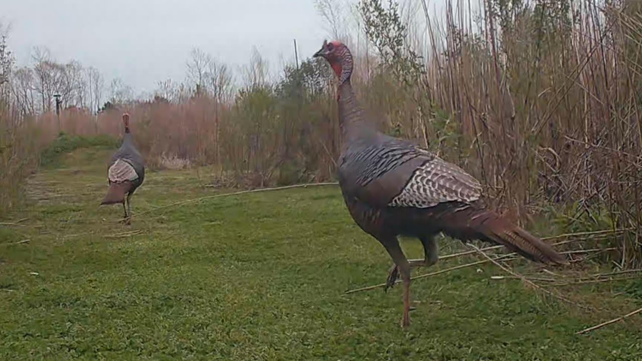 Turkey Trail Camera Footage - Moyock NC - March 23, 2024 - YouTube