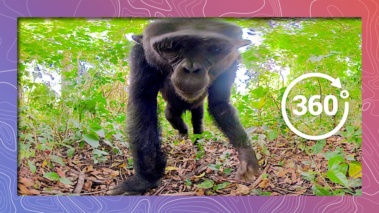 Disorderly Chimp Knocks Over Camera and Quiets Spectators (in 5K 360 ...