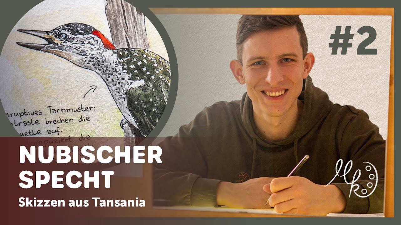 Tiere, Skizzen & Begegnungen in Tansania #2 | Nubischer Specht - YouTube