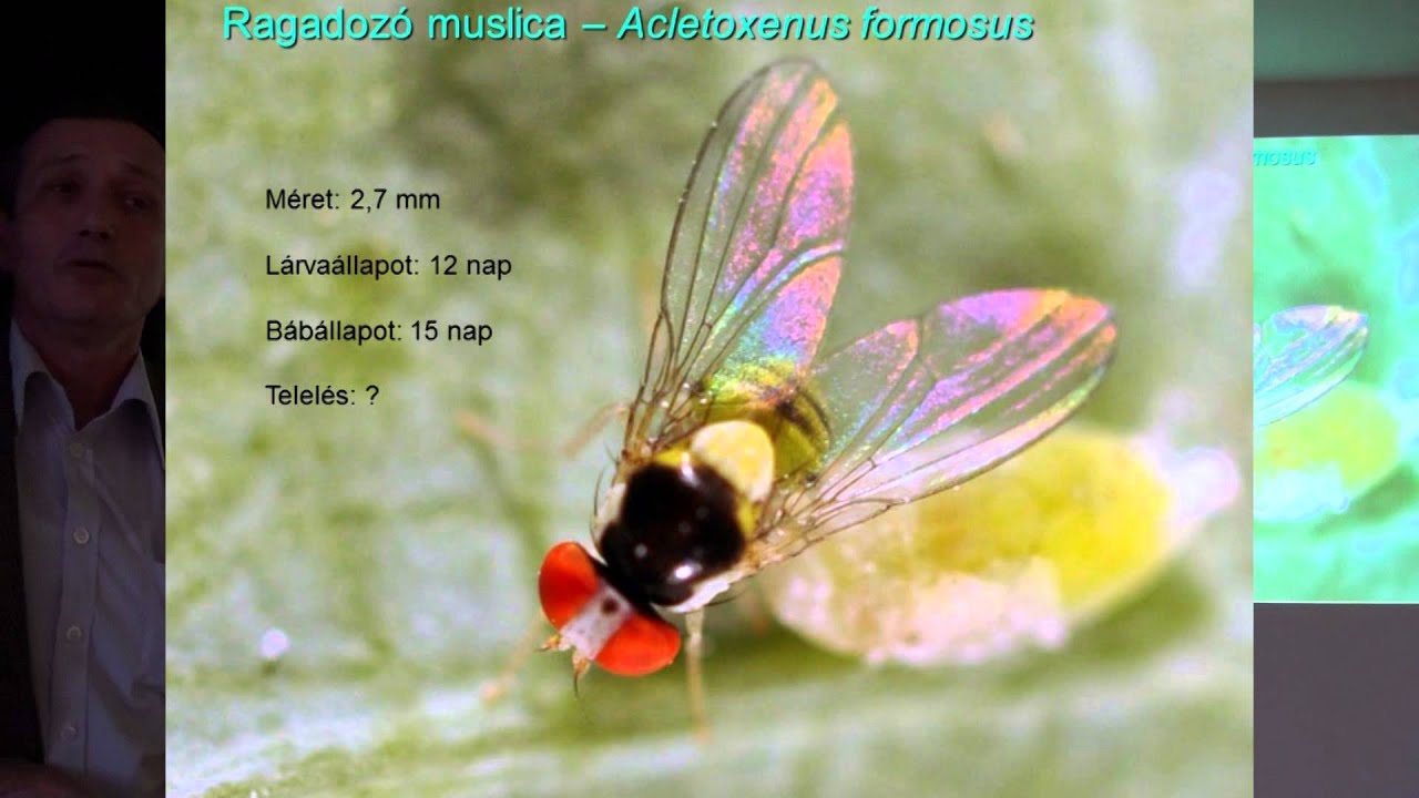 MRT818 Dr. Haltrich Attila : Az Acletoxenus formosus, a közönséges ...