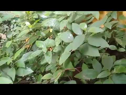 Planta Muicle, Hierba De La virgen o Justicia Planta, Beneficios y ...