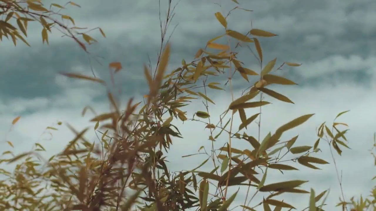 Strong and calm wind - natural sounds to Relax and Meditate. - YouTube