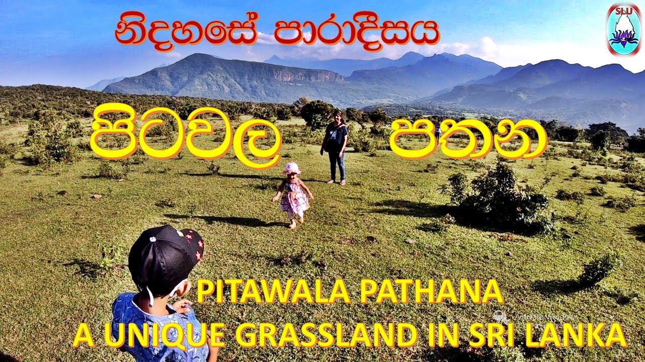 PITAWALA PATHANA, A UNIQUE GRASSLAND IN SRI LANKA#PITAWALA#MATHALE ...