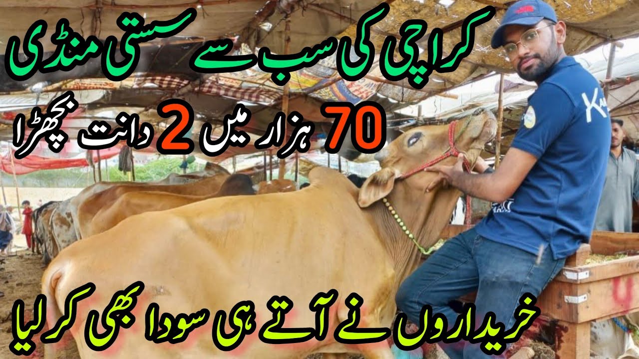 Liyari Mandi Karachi Cattle Rates Update Karachi Ki Sb Se Sasti Mandi Cow Mandi 2023 Youtube