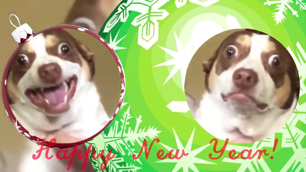 Christmas SONGS with Mr. Bubz 🐶 for 1 hour. - YouTube
