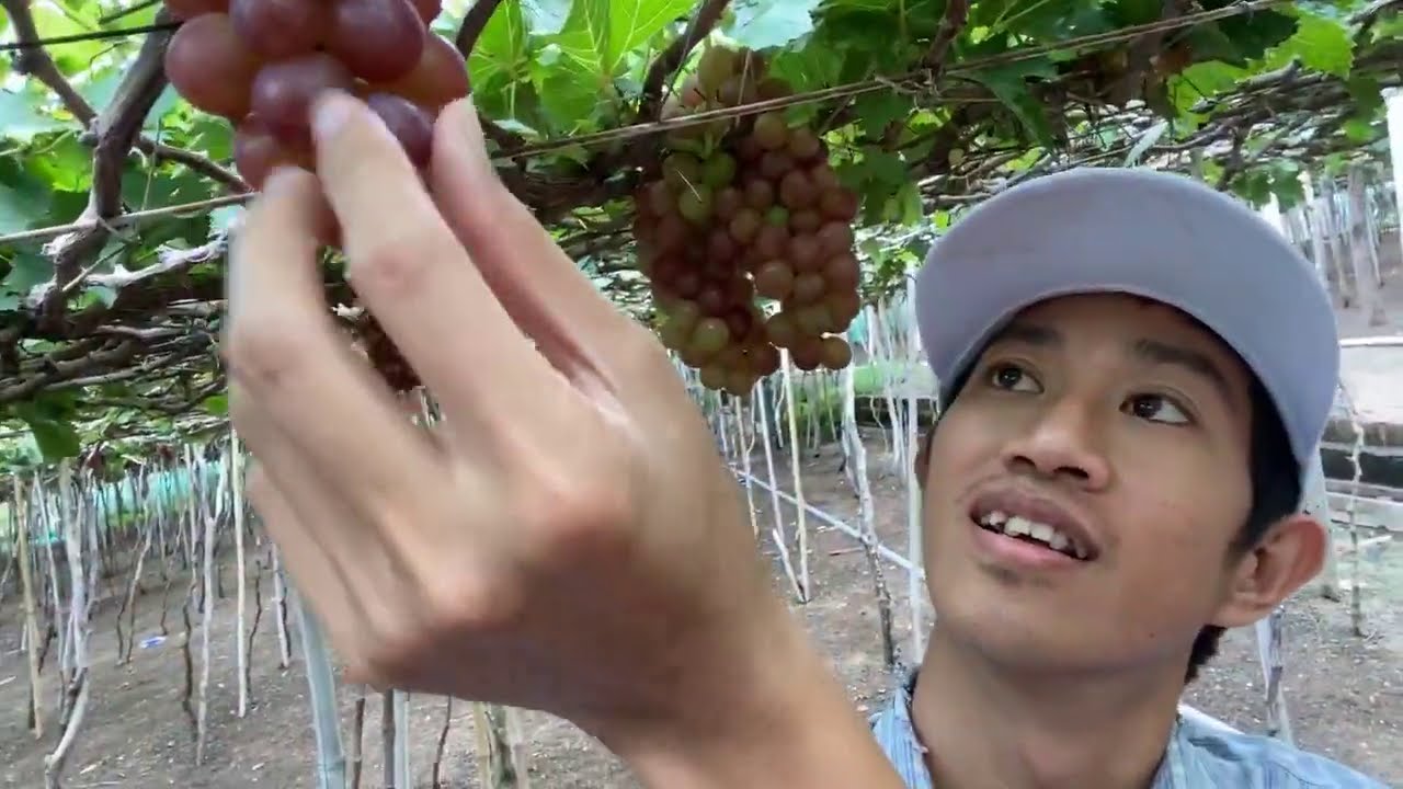 Michael checkin Vườn Nho tan hoang - YouTube