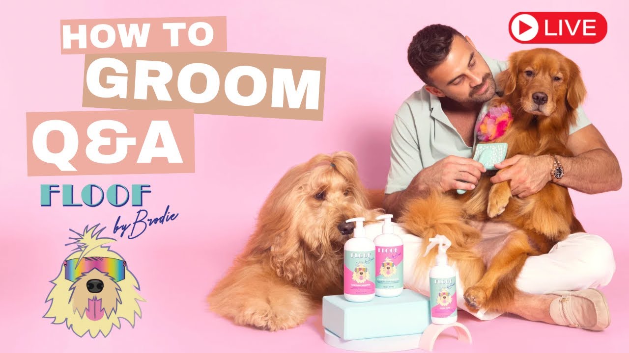 It’s finally here! Floof Grooming Q&A Live - YouTube
