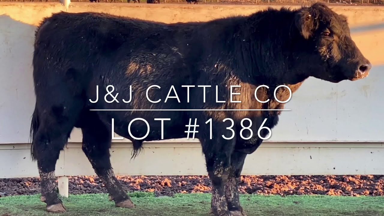 J&J Cattle Co: Lot #1386 Angus Bull - YouTube