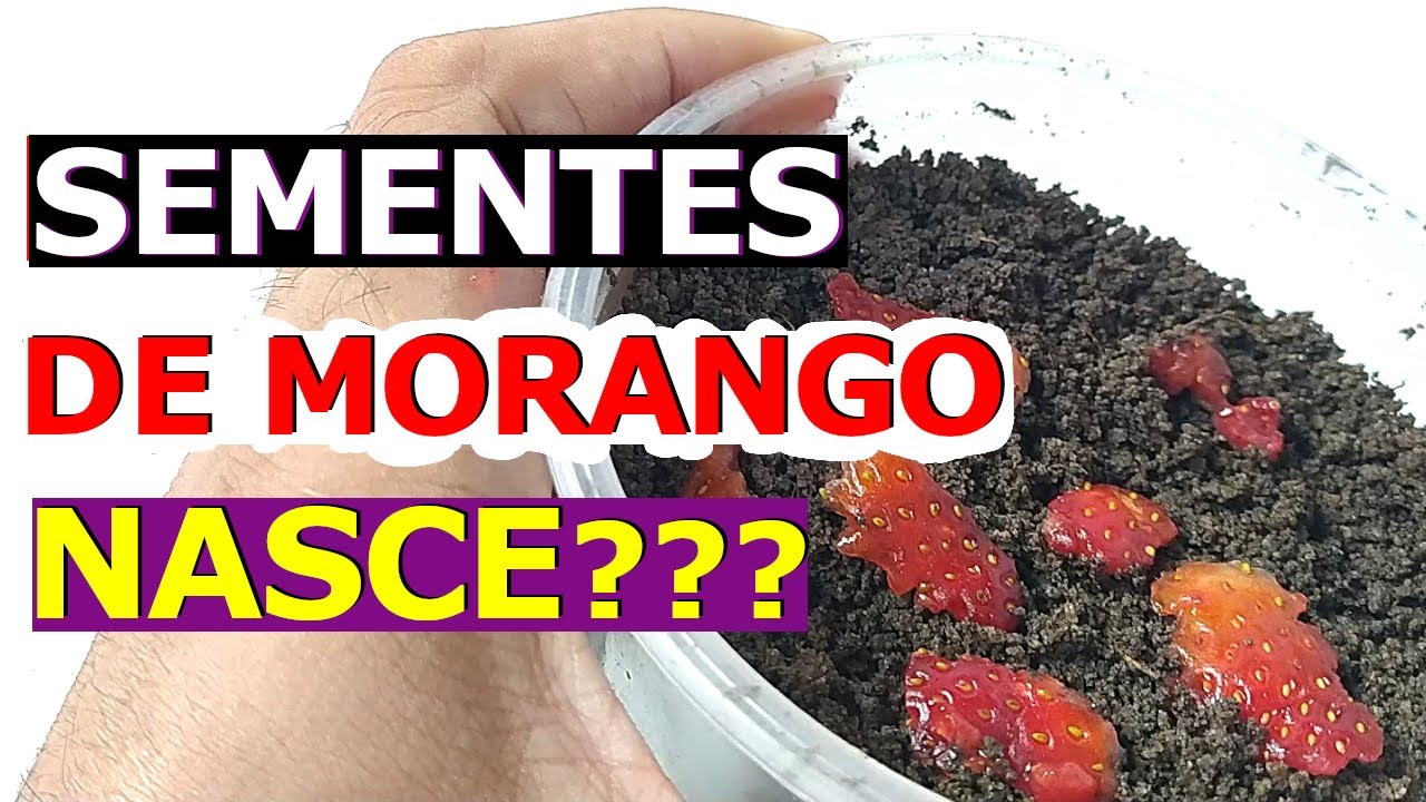Sementes de MORANGO NASCE | Resultado da plantação de sementes de ...