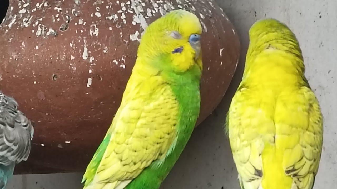 Budgies parrot 🦜🦜🦜 ki breeding progress #birds #spangle #colony #sorts #trending #bajri - YouTube