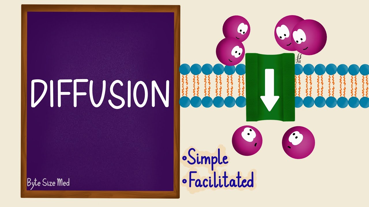 Diffusion | Passive Transport | Transport Across the Cell Membrane ...