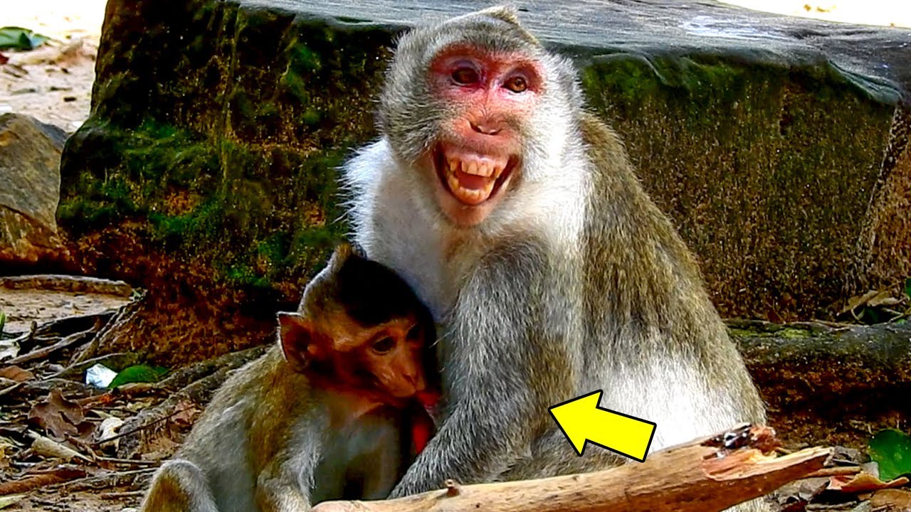 OMG.. Jazzy Monkey Keep Her Milk Going On Her Safety is Already ...