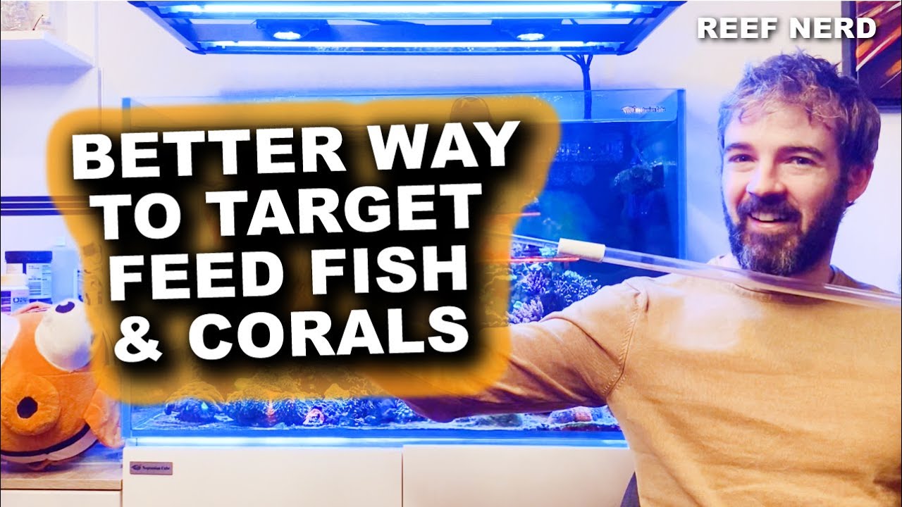 A Better Way to Target Feed Fish and Corals! - YouTube