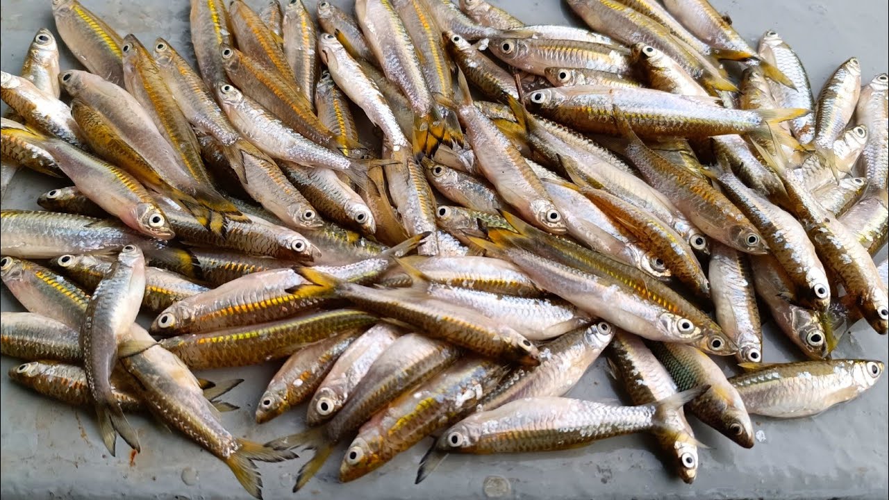 BANYAK IKAN SELAUANG KENA JARING / MENJARING IKAN SELUANG DI TEPI ...
