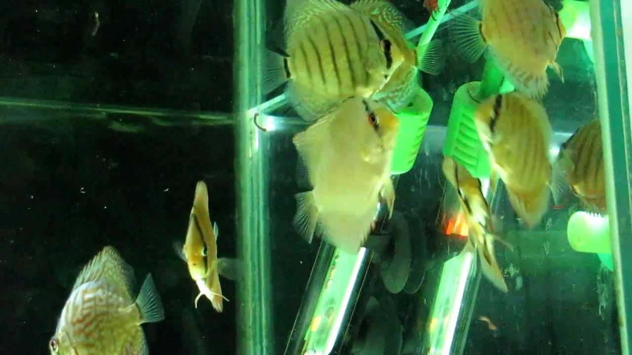Yound discus babies - YouTube