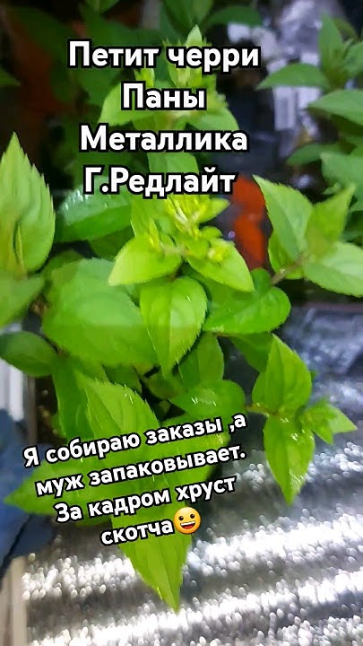 Петит черри, паны. Собираем заказы.#гортензииметельчатые - YouTube
