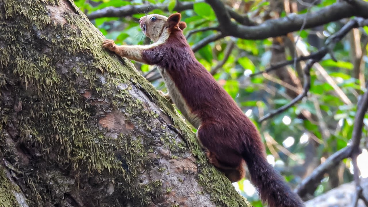 Call Of Indian Giant Squirrel - The 'Rainbow' Rodent l Mtdc ...