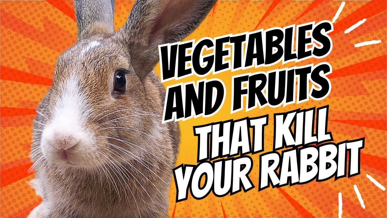 Vegetables and Fruits That Will Kill Your Rabbit! - YouTube