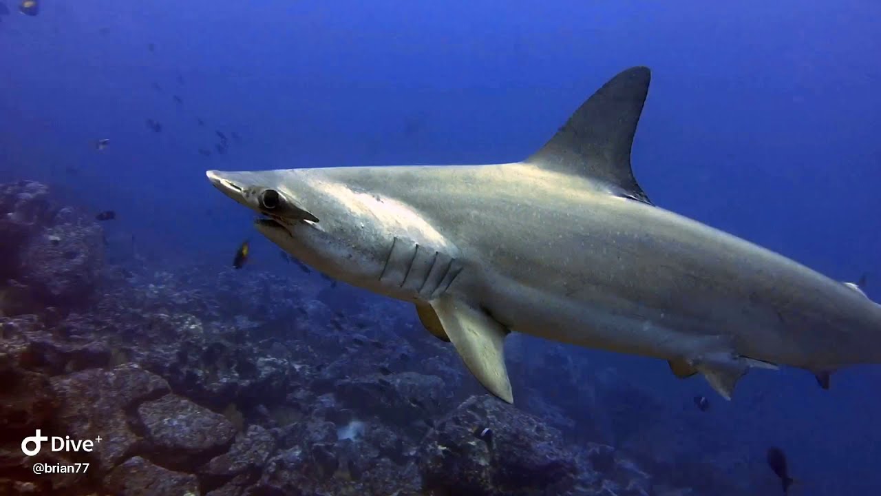 Diving with hammerhead sharks in Galápagos - YouTube