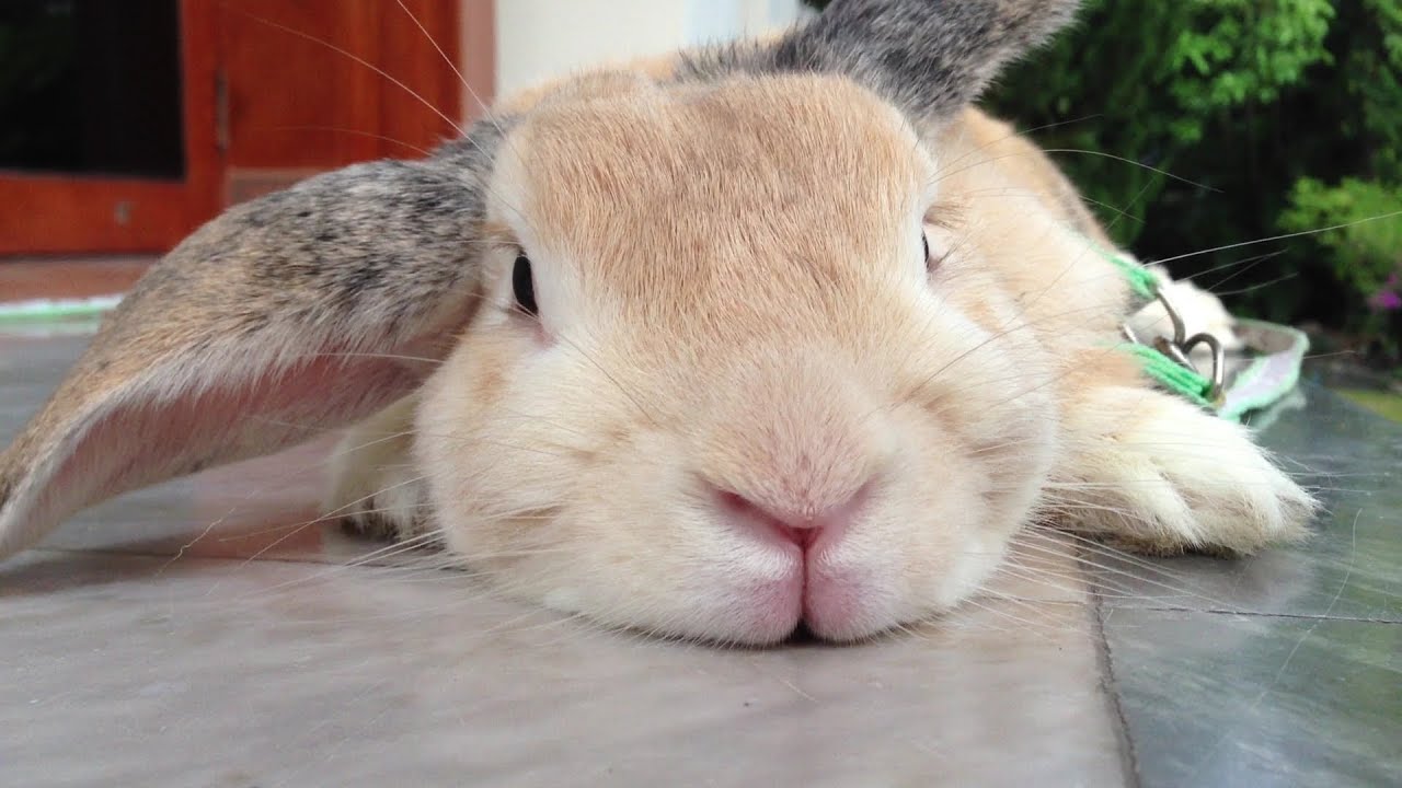 Bunny Likes to Play Chase - YouTube