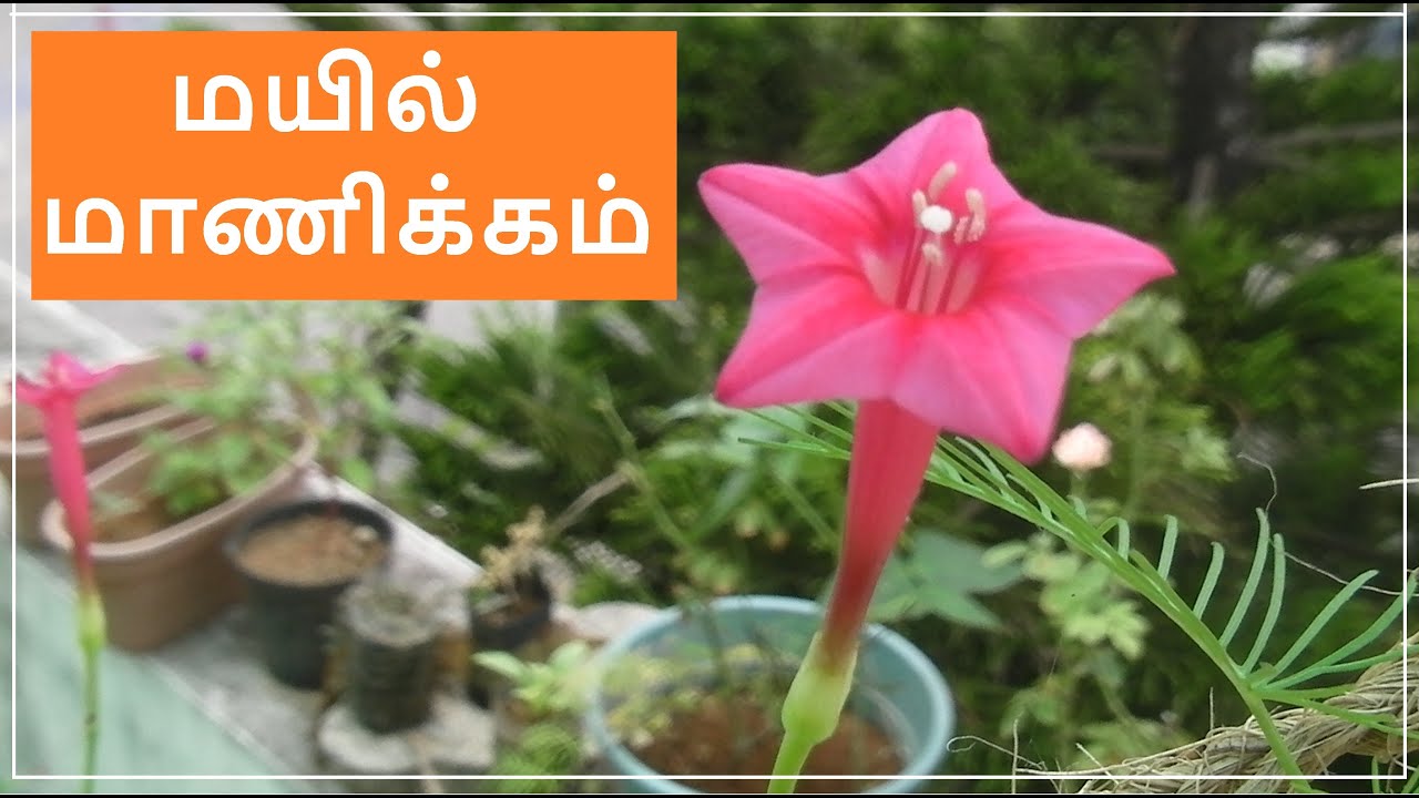 மயில் மாணிக்கம் மலர்கள் | Mayil Manickam Flowers | Ipomoea Quamoclit ...