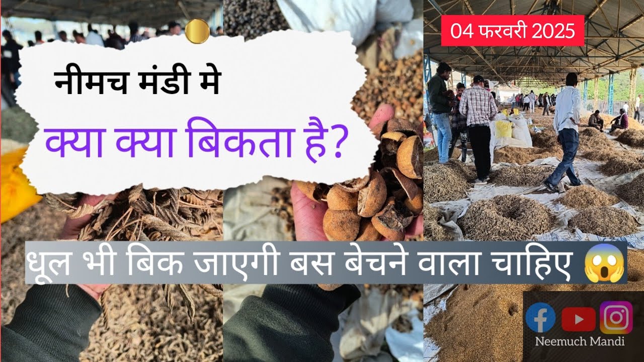 नीमच मंडी के औषधीय उपज के भाव इस प्रकार रहे |Price Of All The Medicinal Produce Of Neemuch Mandi ...