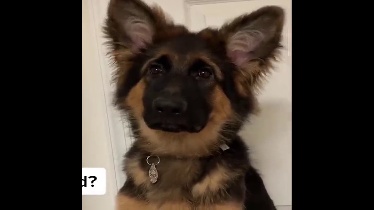 Cute and Adorable German Shepherd Puppies #1 - YouTube