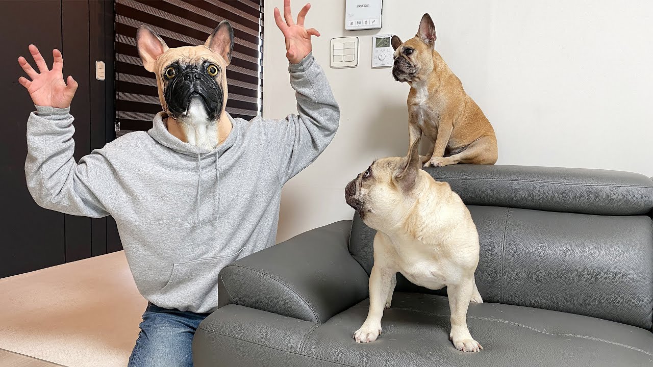 Funny Dog Mask Prank On My French Bulldogs! **FUNNIEST REACTIONS - YouTube