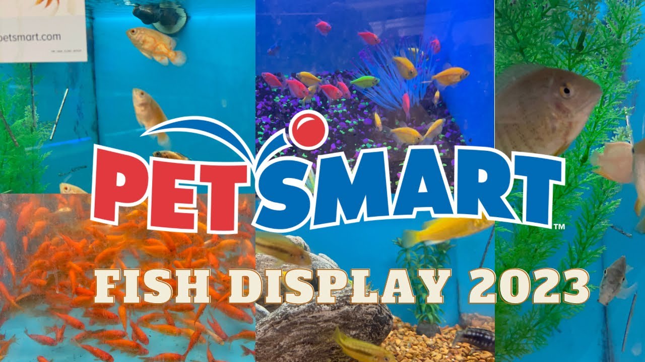 2023 Fish Display in Petsmart #fish #display #fishdisplay #petsmart # ...