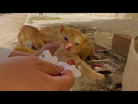 Poor stray cat family, one of their kittens needs more treatment. - YouTube