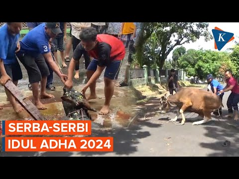 Serba-serbi Idul Adha 2024, Ada Sapi Bangkit Setelah Disembelih