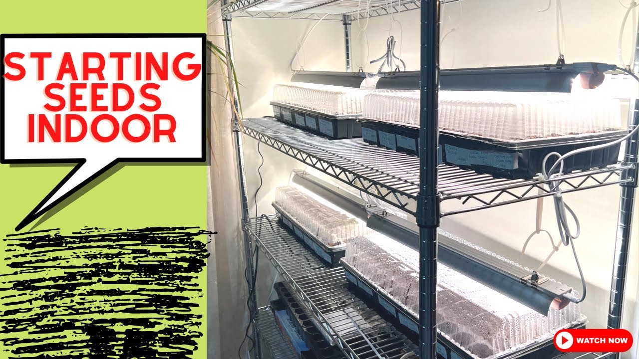 INDOOR SEED STARTING WITH GROW LIGHTS - YouTube