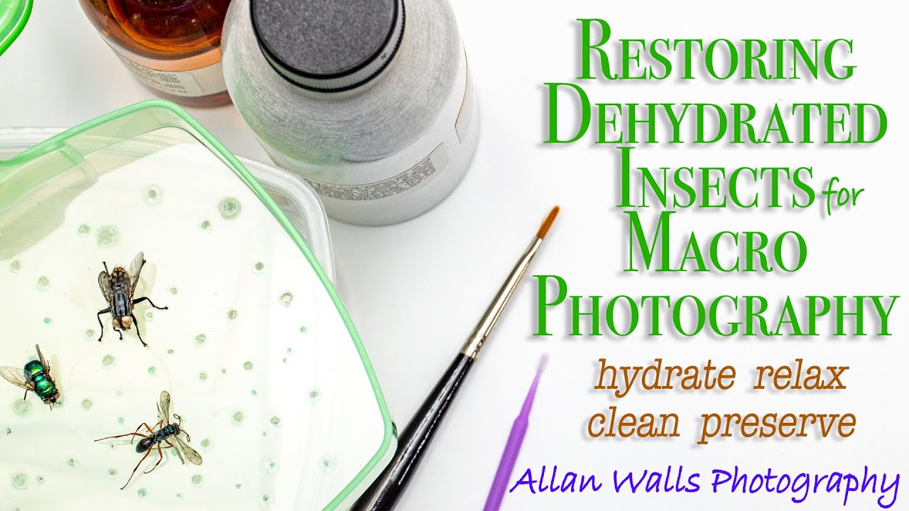 Restoring Dehydrated Insects for Macro Photography - YouTube