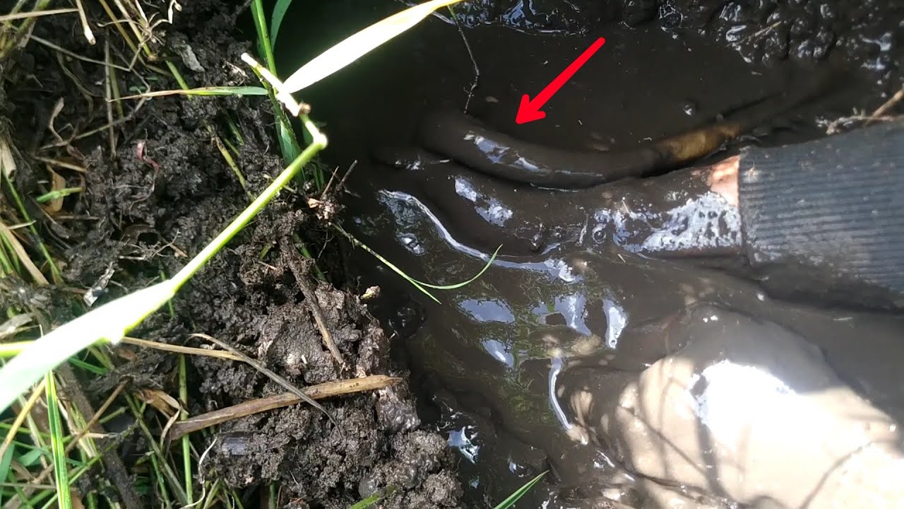 VIRAL MANCING BELUT HITAM PEKAT BANYAK ANAK NYA - YouTube
