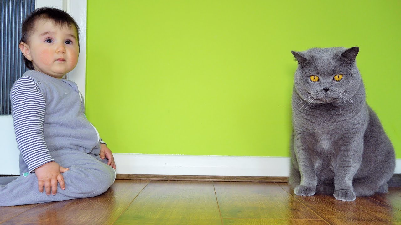 Baby chasing Fluffy Cat. - YouTube