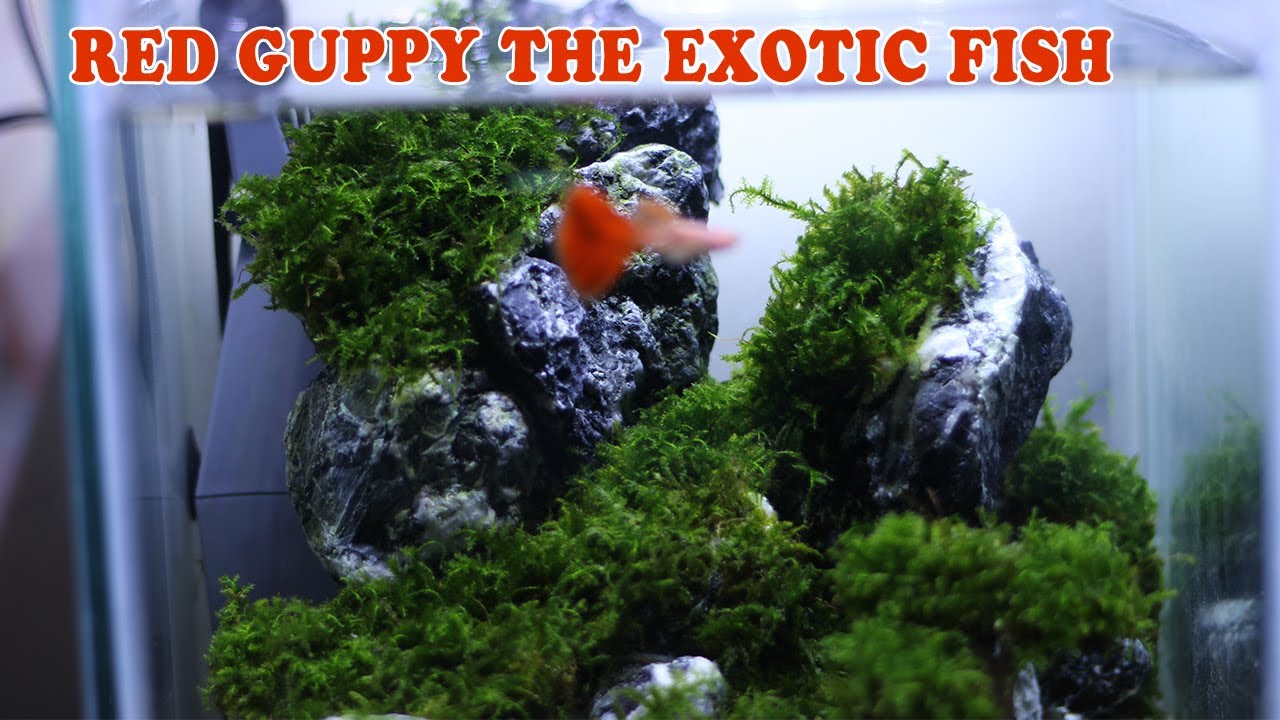 guppy fish tank aquascape - red guppy - YouTube