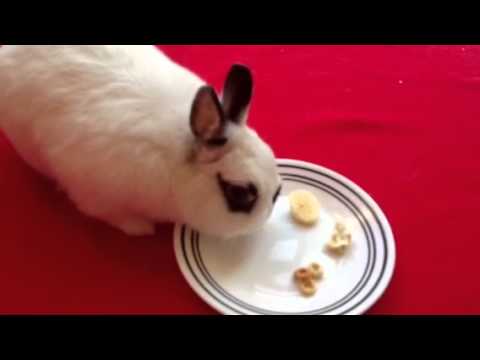 What do bunnies like to eat for breakfast? - YouTube