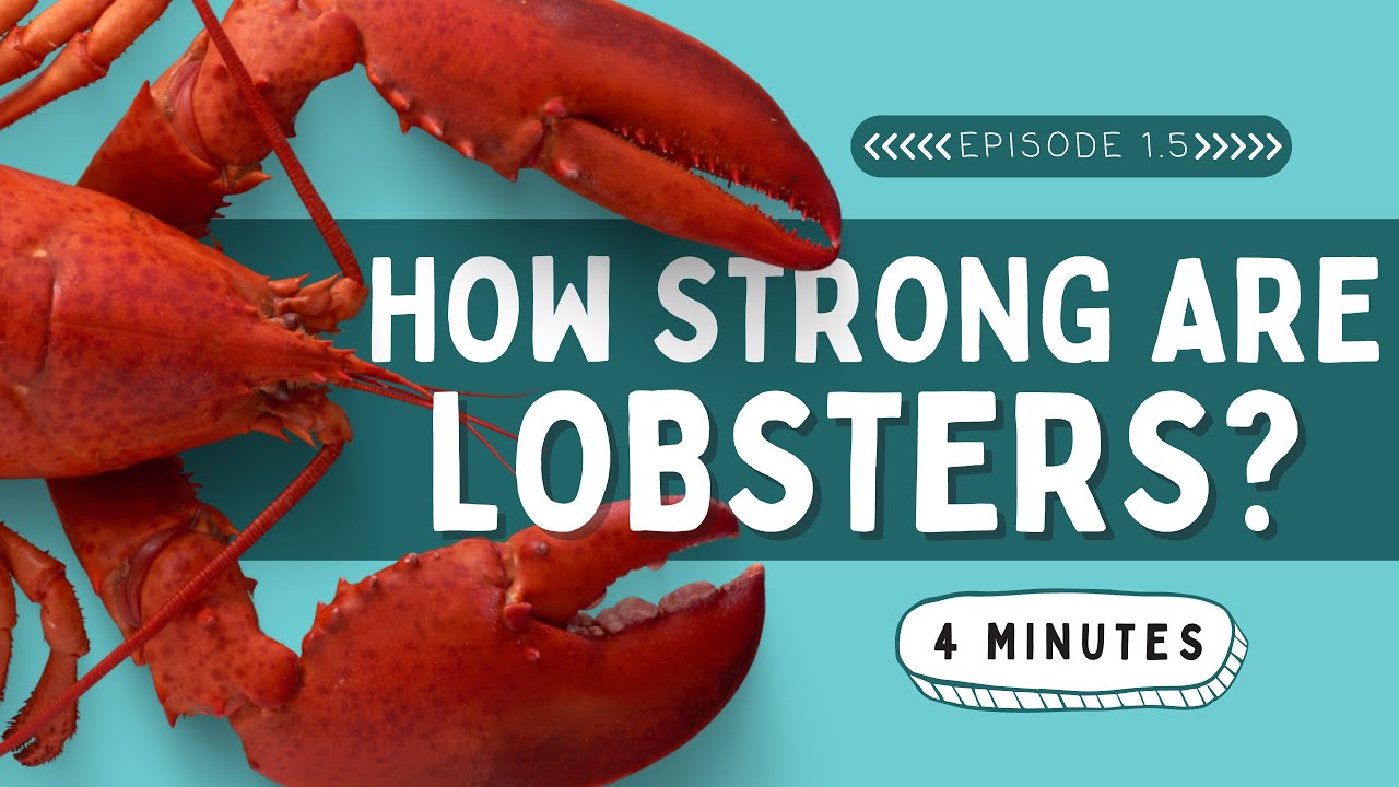 How Strong are Lobsters? | Animal Facts for Kids - YouTube