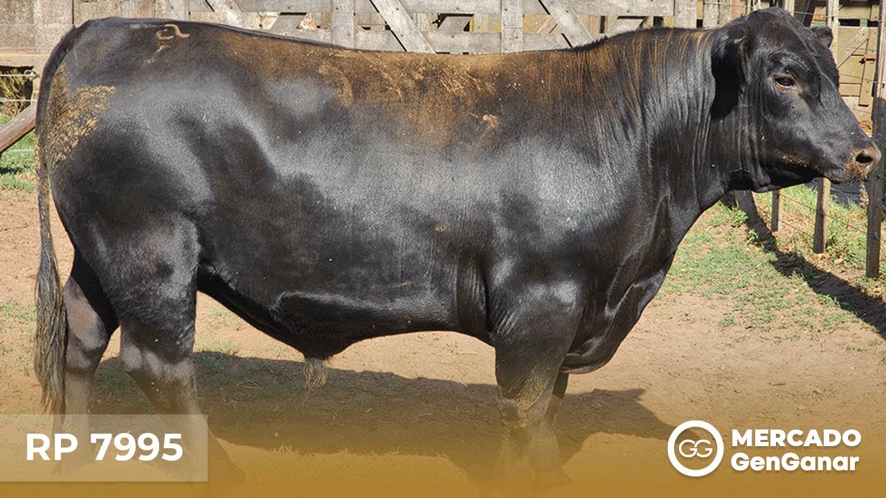 Reproductor toro Angus Rp 7995 - YouTube