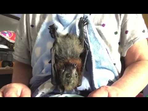 Rescued baby bat day 2 in care: this is Dingo. Part 2 - YouTube